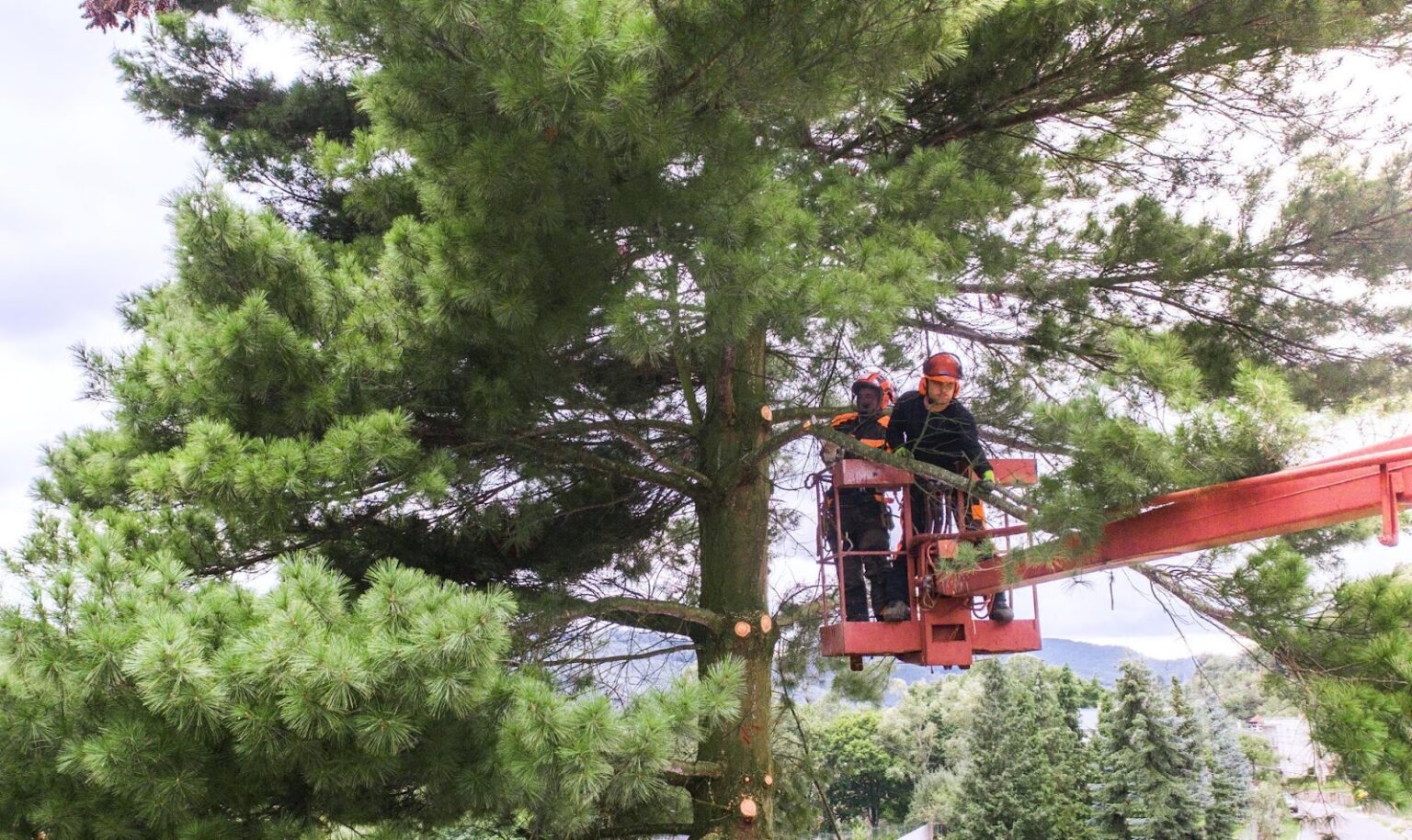 Professional Tree Services for Care, Maintenance, and Safety - Infostalls